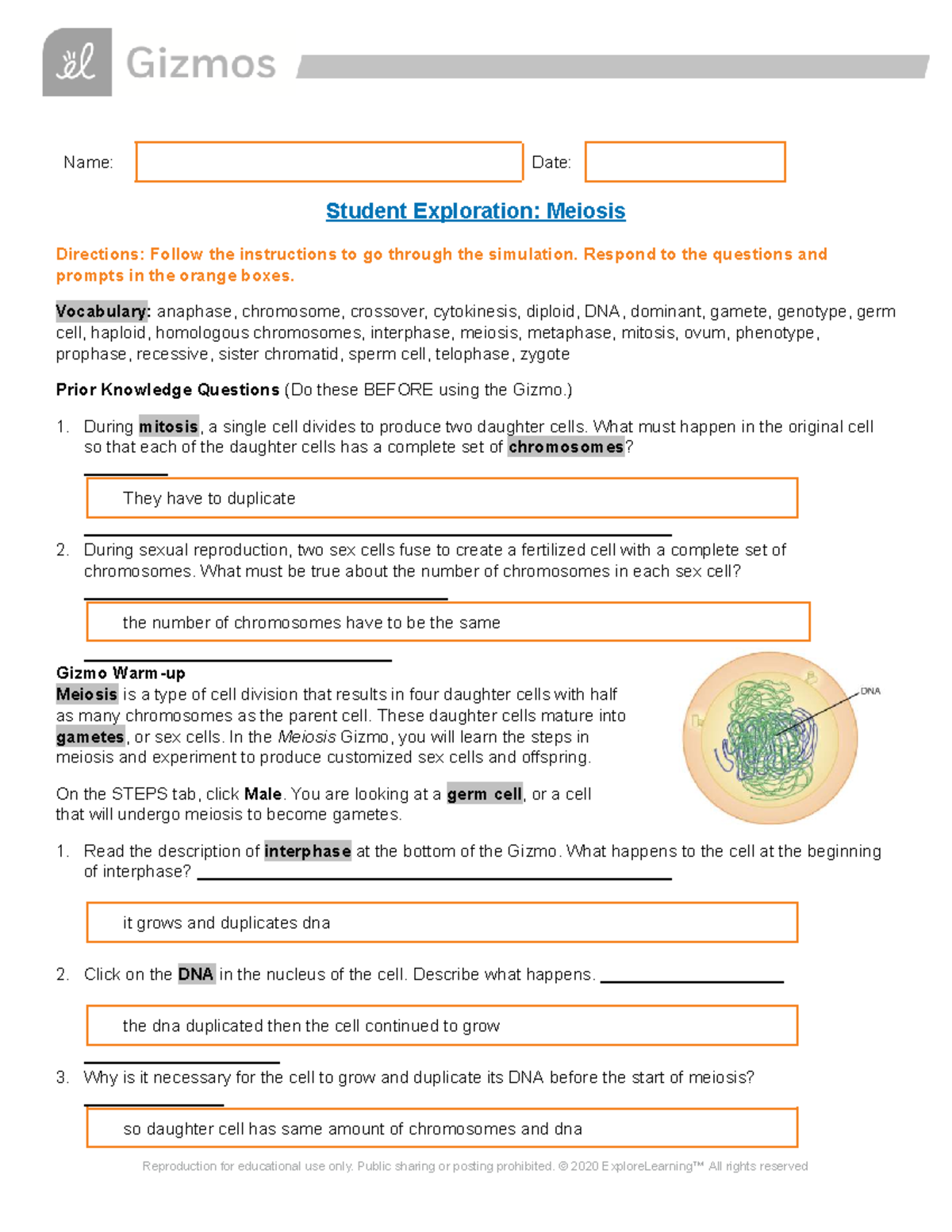 Meiosis Exploration Simulation (Biology 101 - Lab Assignment) - Studocu