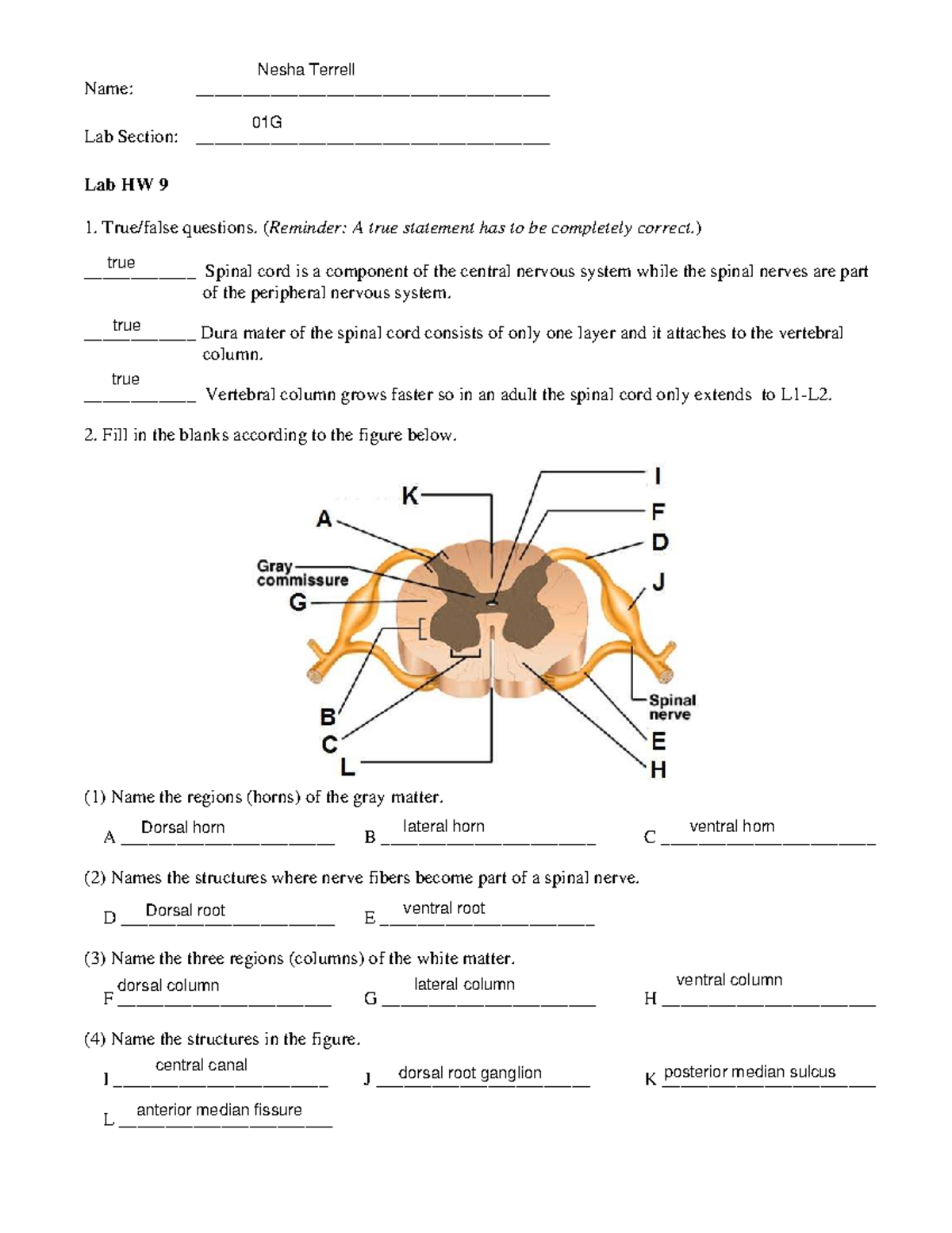 Lab HW 9 - Spinal Cord Anatomy and Functions - Studocu