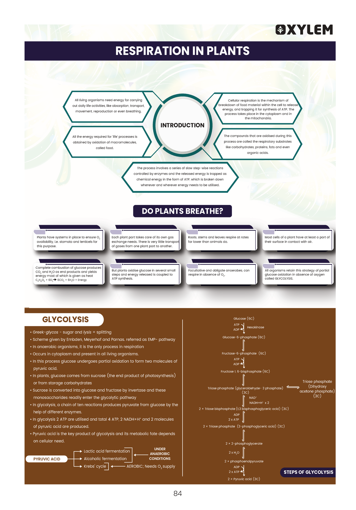 Respiration in Plants - MIND MAP PDF (BIO 101) - Studocu