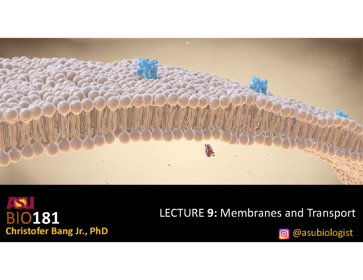 BIO181 Lecture 9: Membranes & Transport Concepts Summary - Studocu