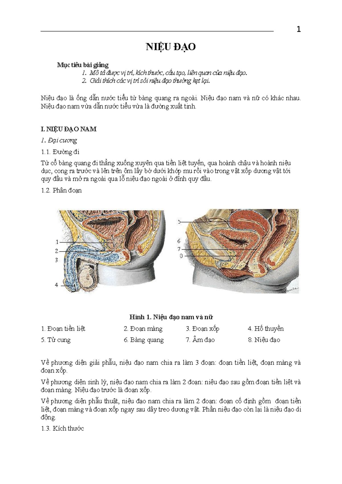 30 nieu dao - Là thành dưới của ổ bụng, nếu nhìn từ dưới lên thấy có ...
