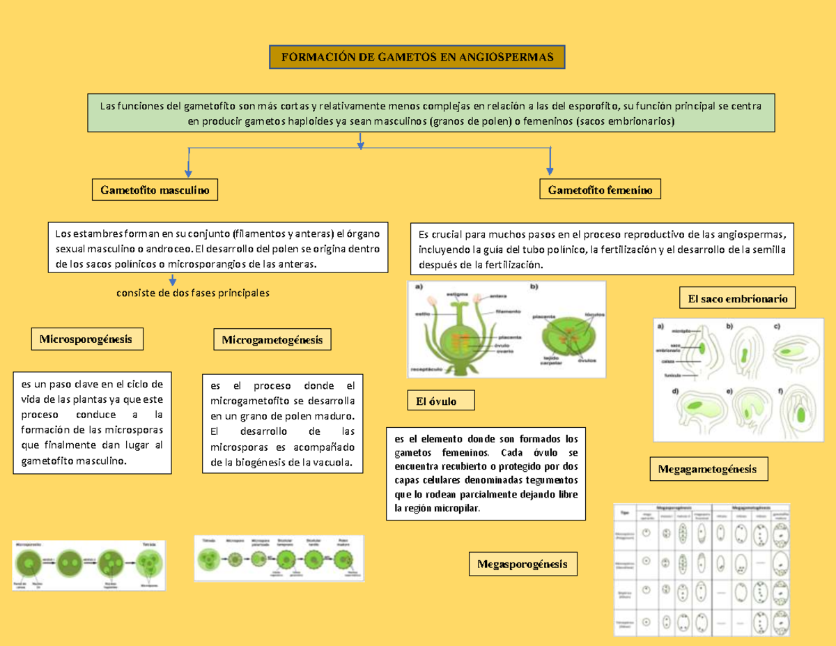 Infografia - infografía - FORMACIÓN DE GAMETOS EN ANGIOSPERMAS ...