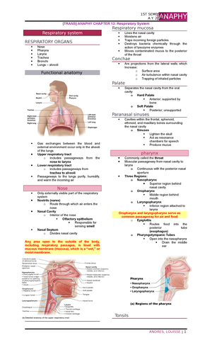 Respiratory System - anaphy - LESSON 9: RESPIRATORY SYSTEM Anatomy and ...