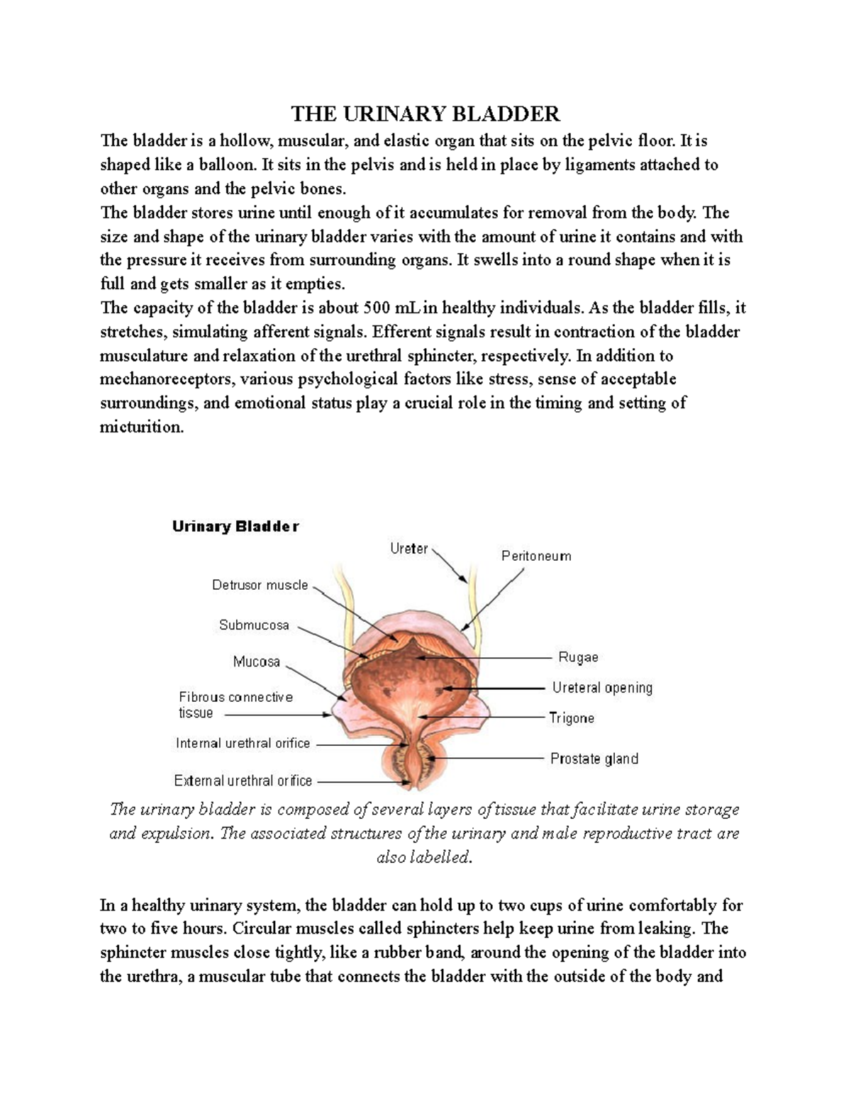 PIO 412 Membrane Transport - THE URINARY BLADDER The bladder is a ...
