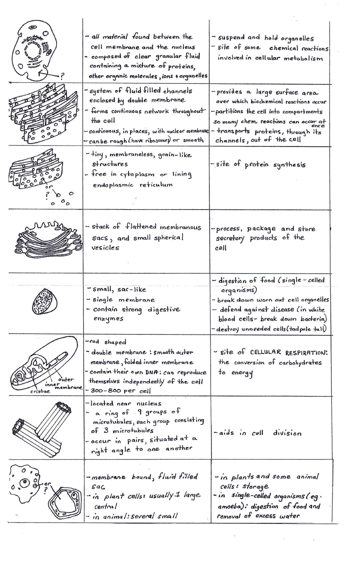 Cell Structures: Detailed Overview of Organelles and Their Functions - Studocu
