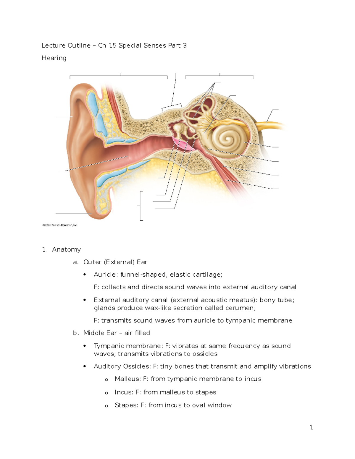 Lecture Outline – Ch 15 Special Senses: Hearing & Equilibrium - Lecture ...