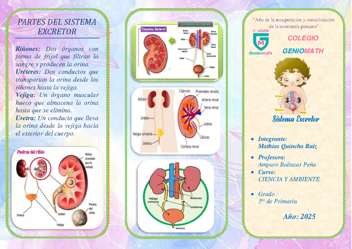 Tríptico sobre el Sistema Excretor - CIENCIA Y AMBIENTE 3ro Primaria - Studocu