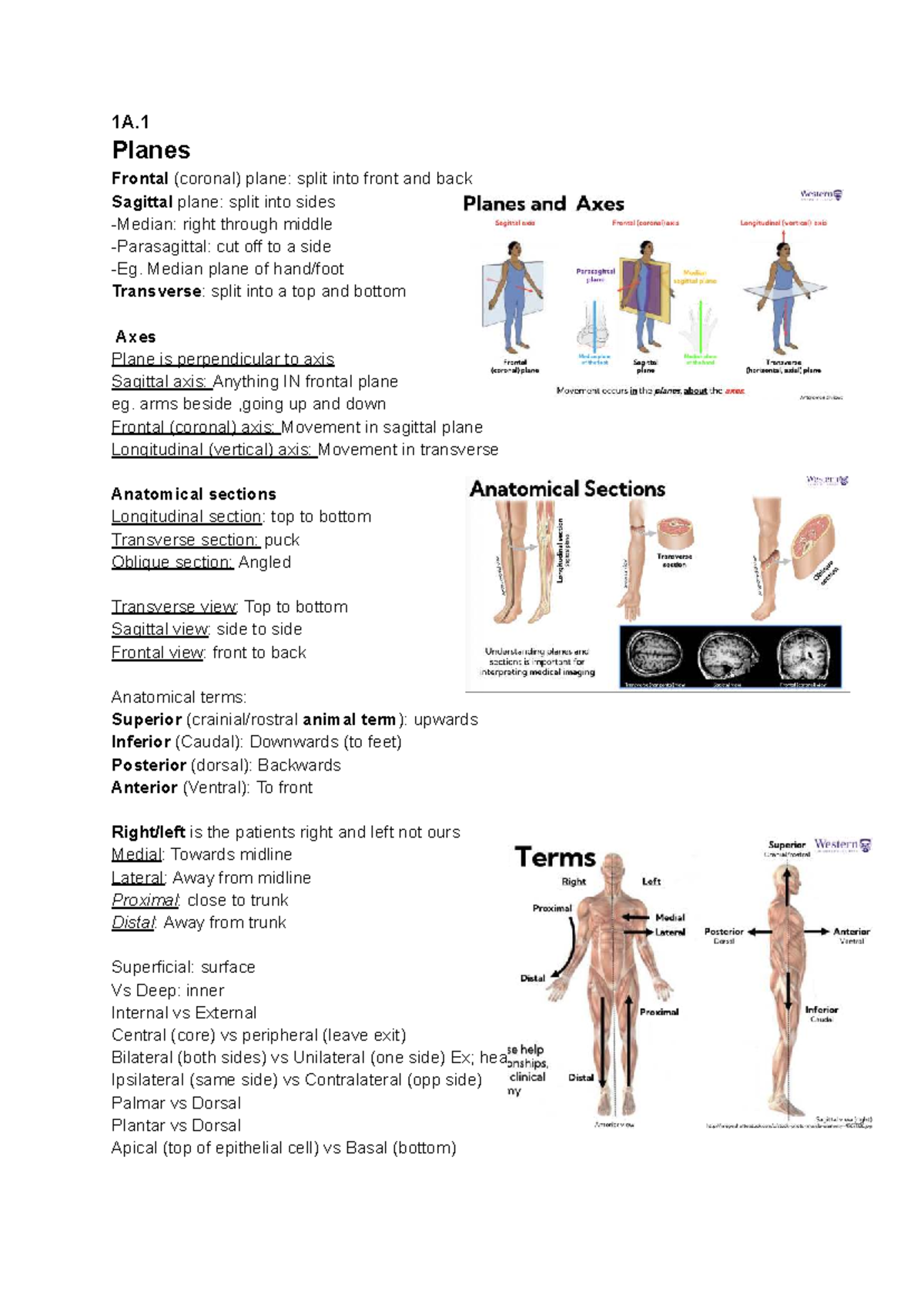 KIN 1060 Lecture Notes: Anatomical Planes, Joints, and Muscles - Studocu