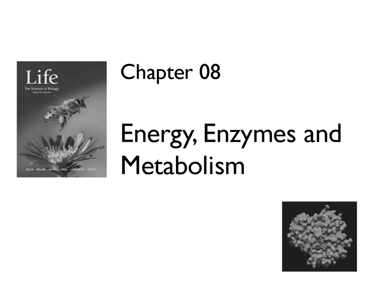 Chapter 08: Energy, Enzymes, and Metabolism - Final Exam Notes ...
