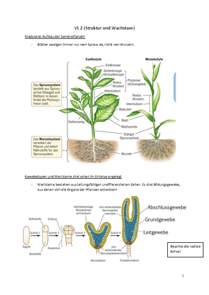 Anatomie der Sprossachse PDF - Anatomie der Sprossachse Primäre ...