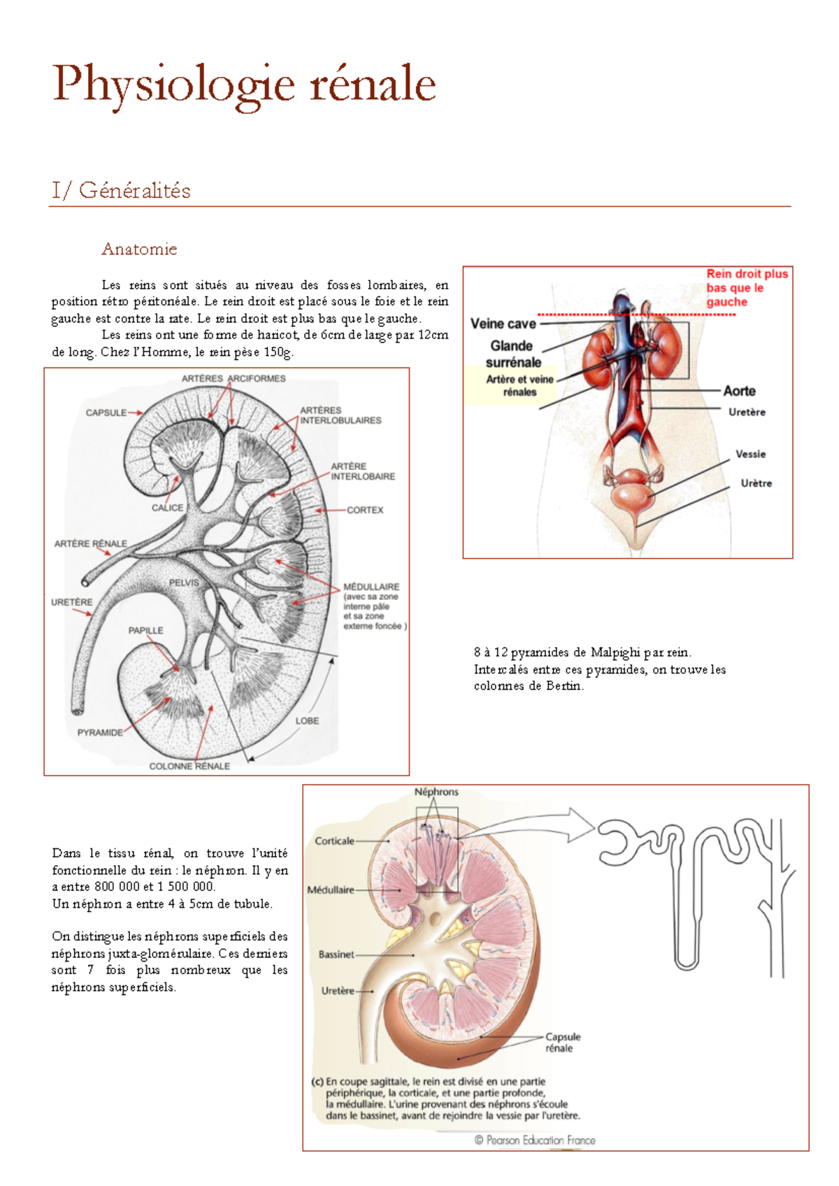 Physiologie rénale - Cours de médecine détaillé sur les néphrons - Studocu