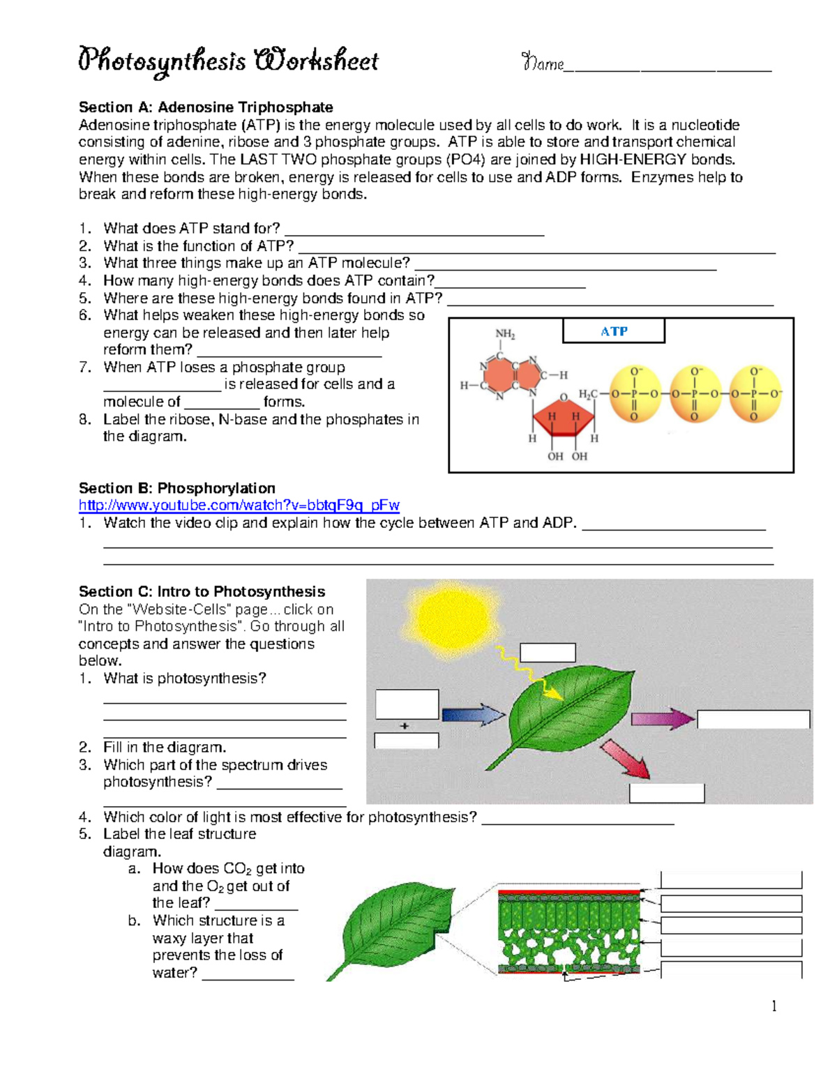 Photosynthesis Packet: ATP, Pigments, and Photosynthesis Processes ...