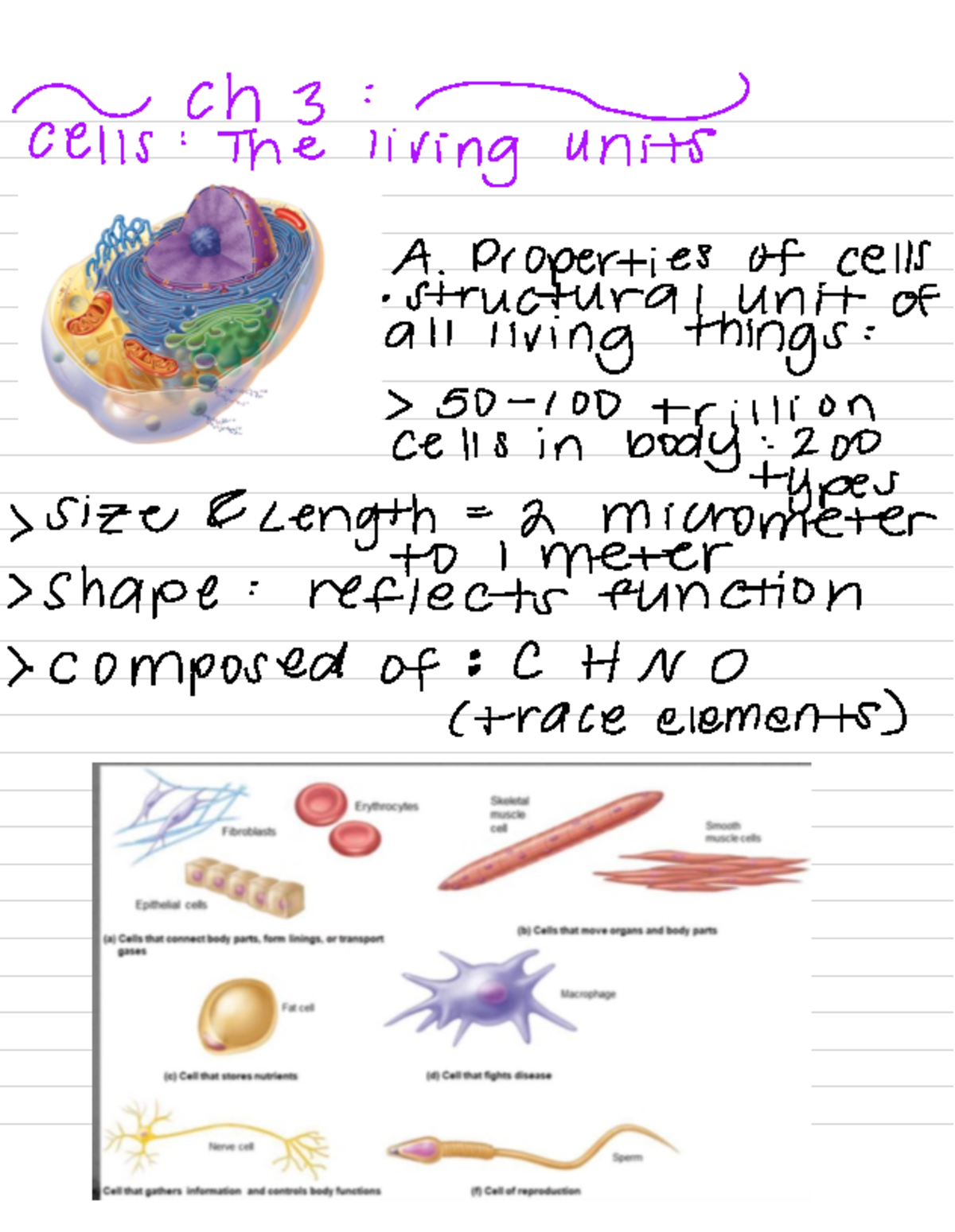 Ch 3: Understanding Cells as the Fundamental Living Units - Studocu