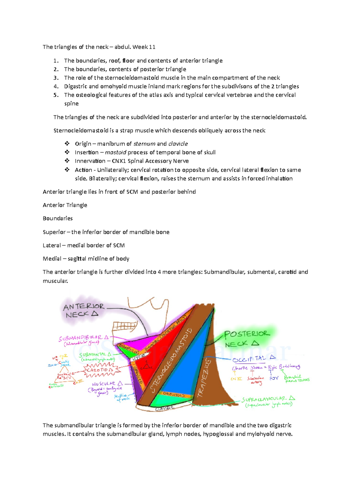 Carotid Triangle Contents Mnemonic