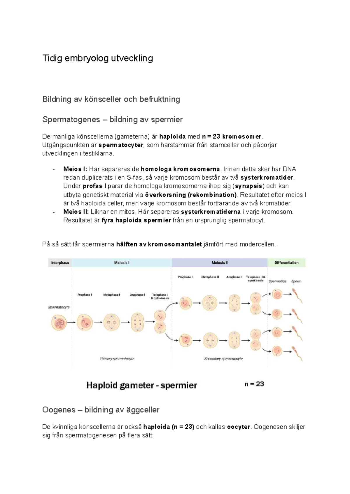 Tidig embryologisk utveckling: Könsceller, befruktning och gastrulering ...