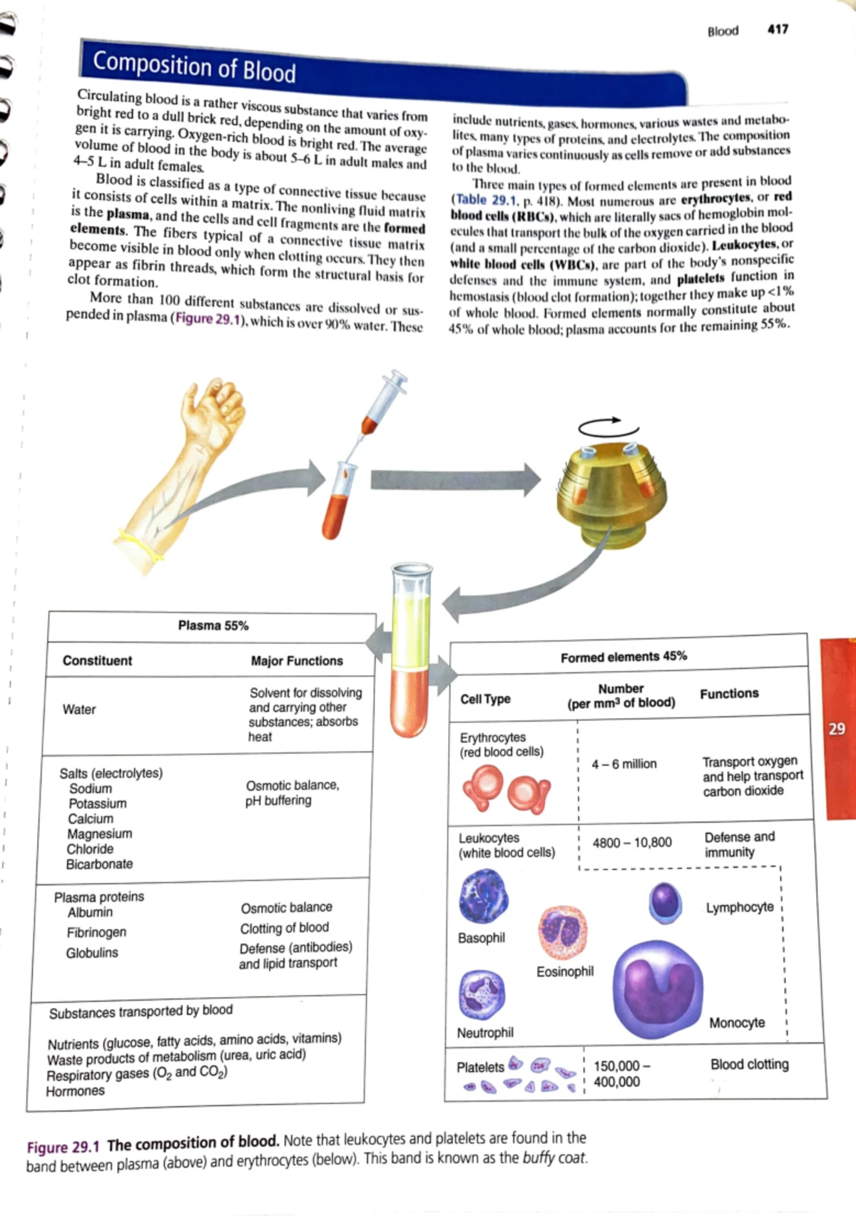 Blood Composition and Pathologies Review Sheet (Exercise 29) - Studocu