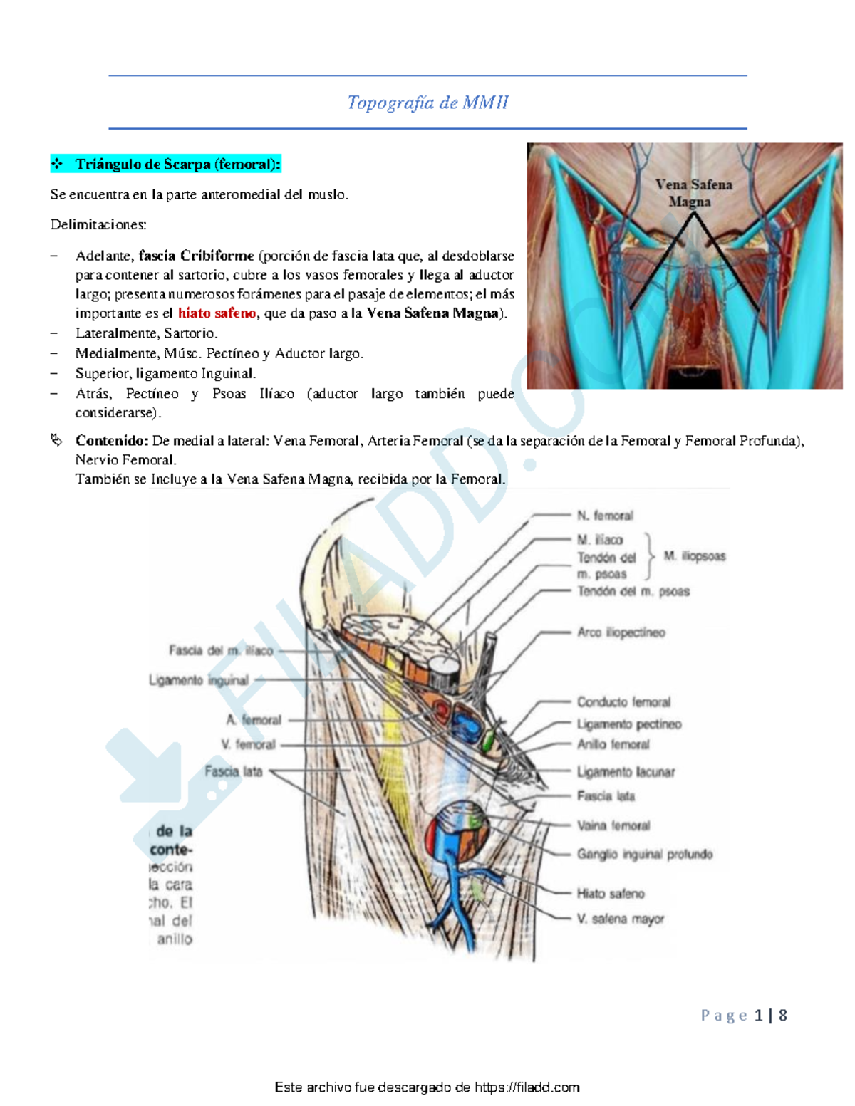Disección Del Triángulo Femoral