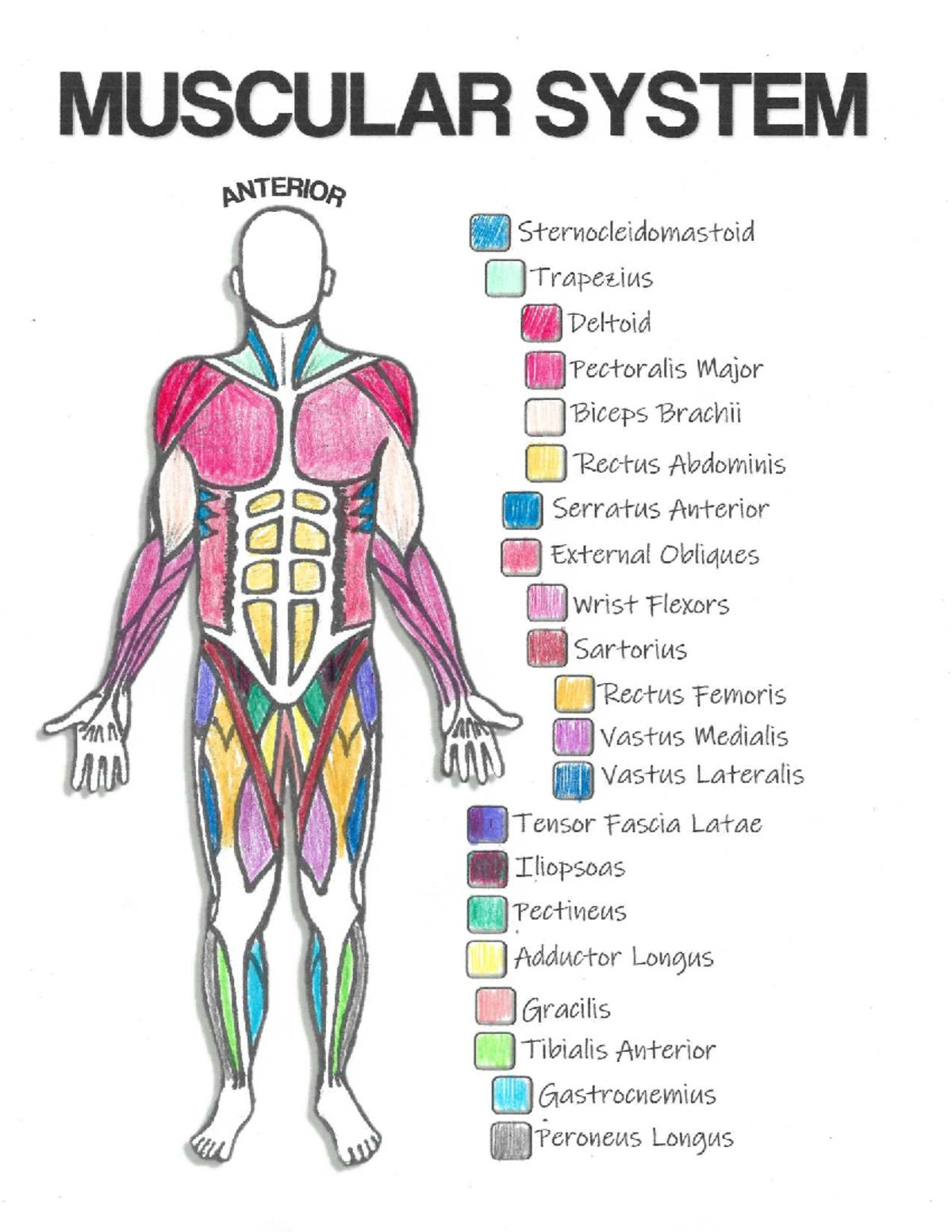 Muscular System Coloring Book Key 1: Detailed Muscle Identification ...