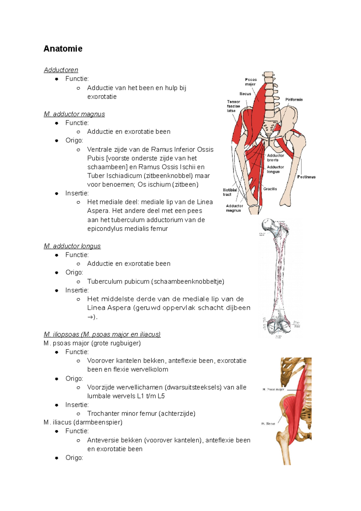 Samenvatting van de heup: Anatomie en Bewegingsfuncties - Studeersnel