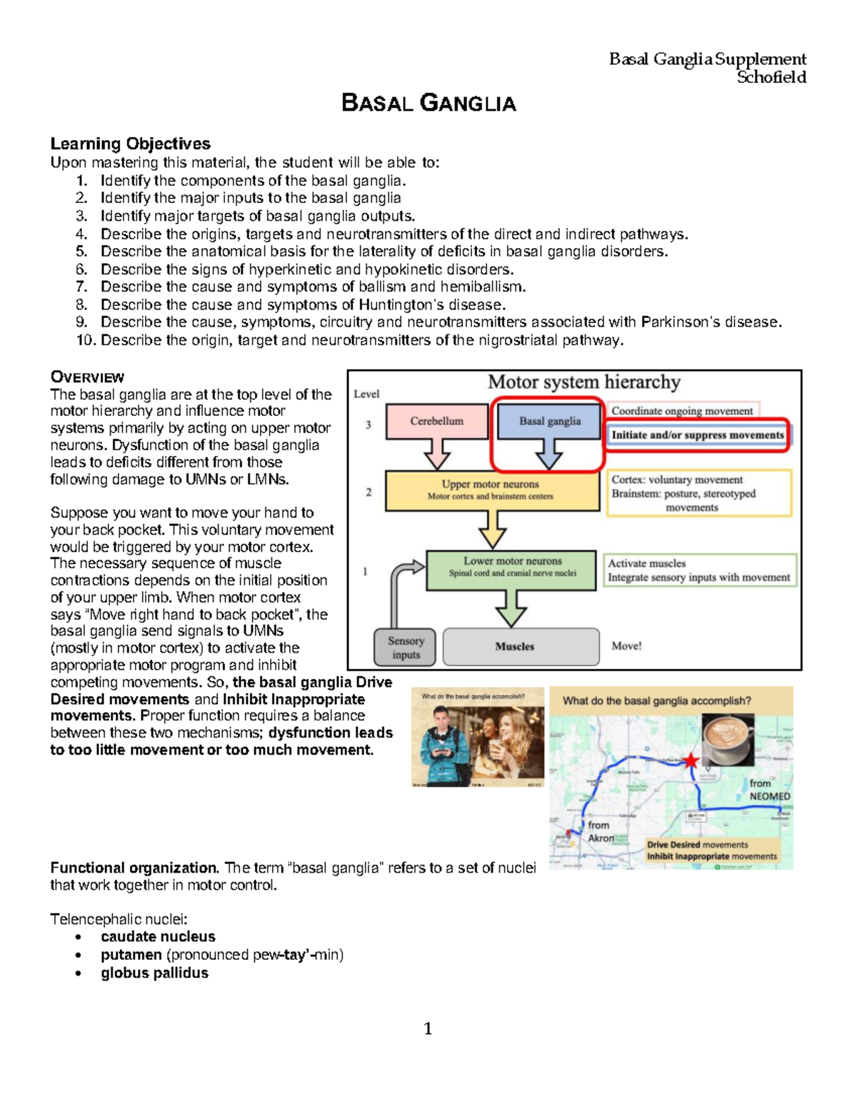 Basal Ganglia Disorders Overview: Hyperkinetic & Hypokinetic Conditions ...