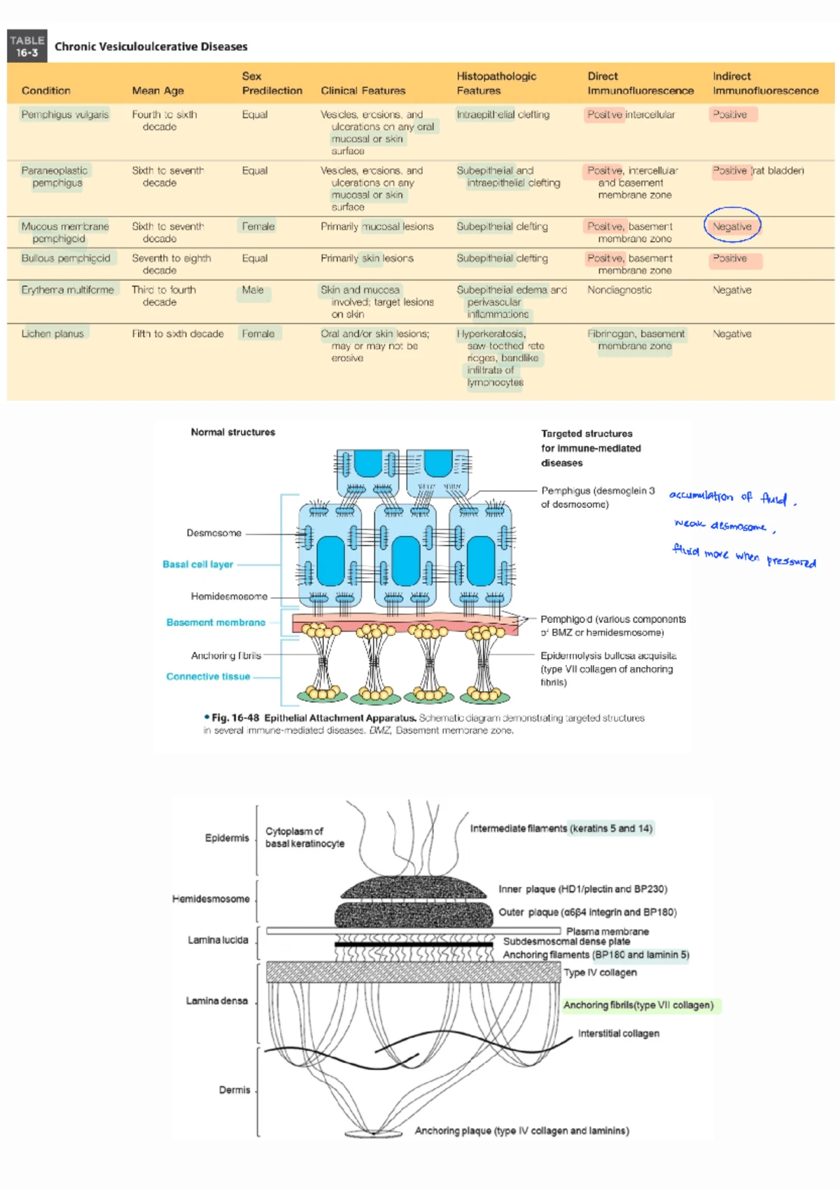 Ricketts 12-Factor Analysis Overview - Cedees Smart Notes - Studocu