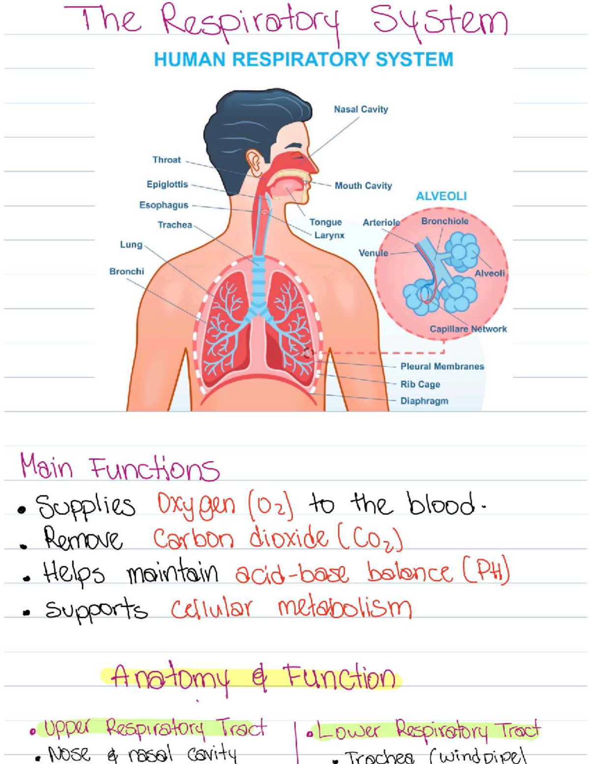 Concept Maps Study Guide: The Human Respiratory System (BIO 101) - Studocu