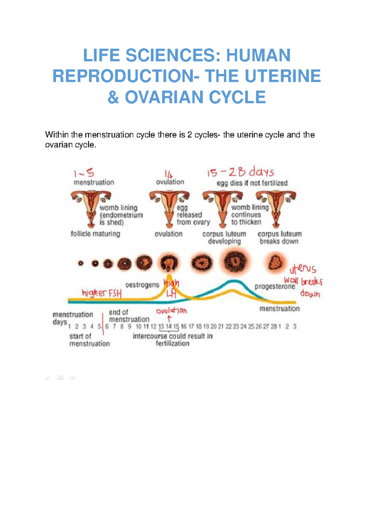 LIFE Sciences notes - uterine cycle - LIFE SCIENCES: HUMAN REPRODUCTION ...
