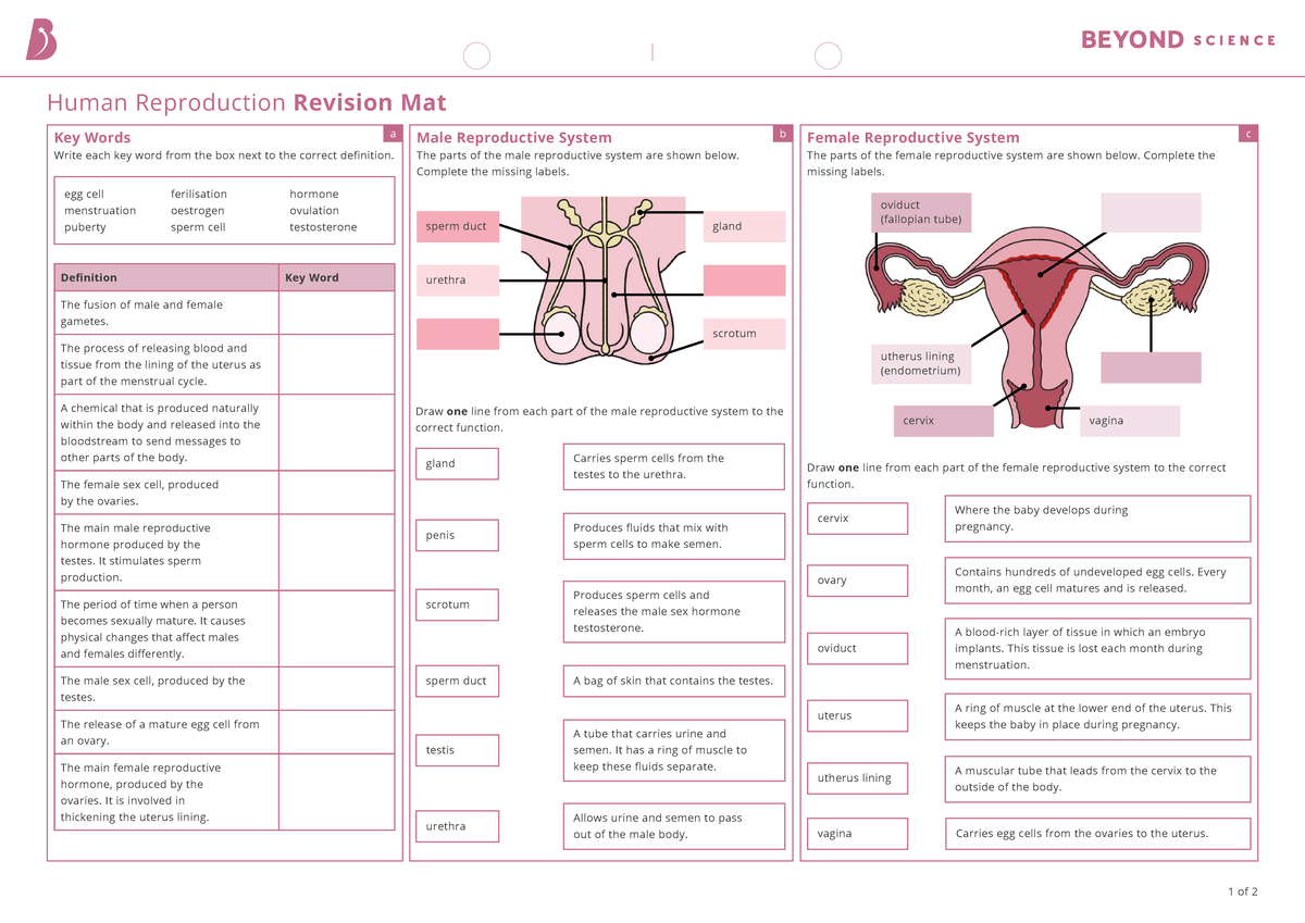 KS3 Human Reproduction Revision Mat: Key Concepts and Definitions ...