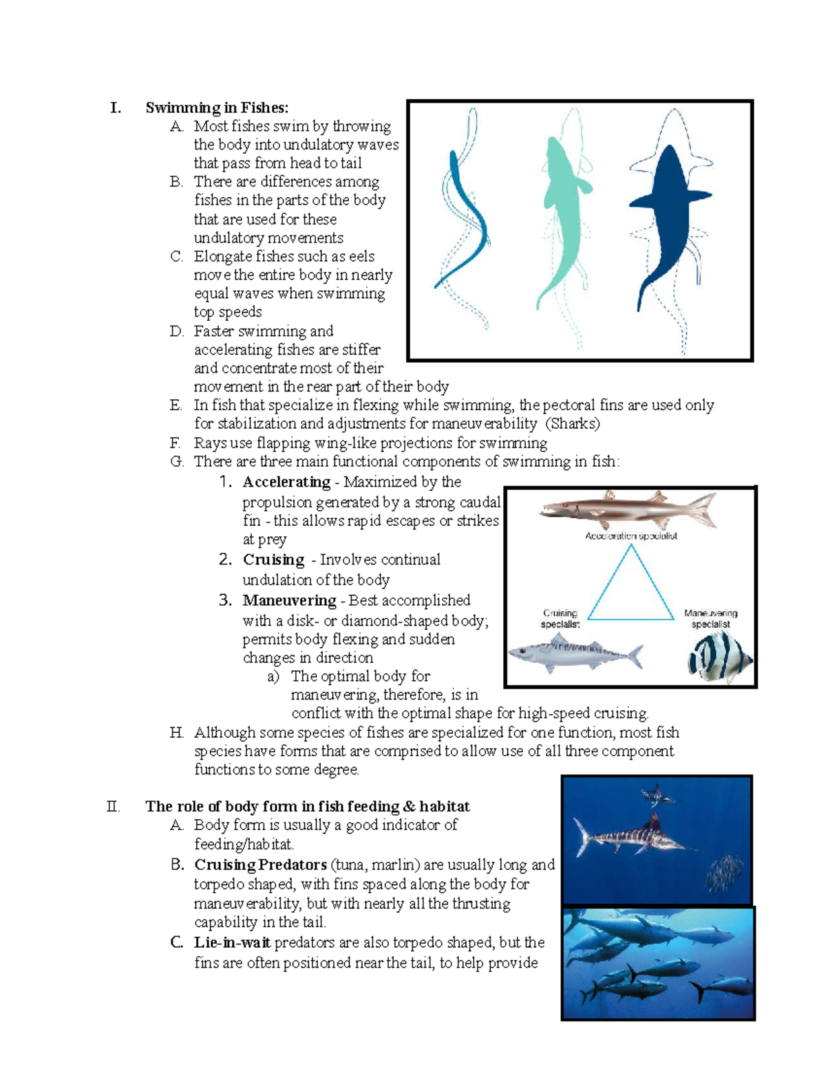 Fish Biology (BIO101): Swimming Mechanics and Feeding Ecology Notes ...