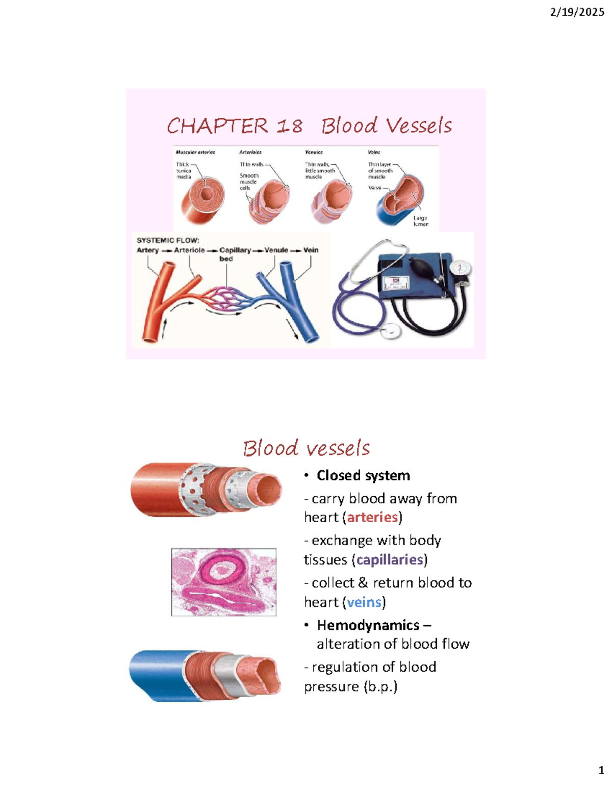Hemodynamics and Blood Vessel Anatomy - CHAPTER 18 Overview - Studocu