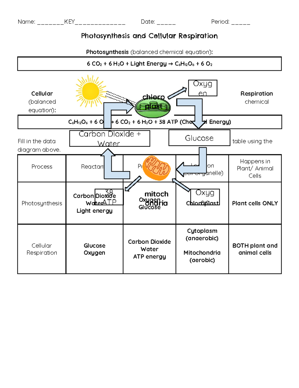 Photosynthesis and Cellular Respiration Key: Biology 101 - Studocu