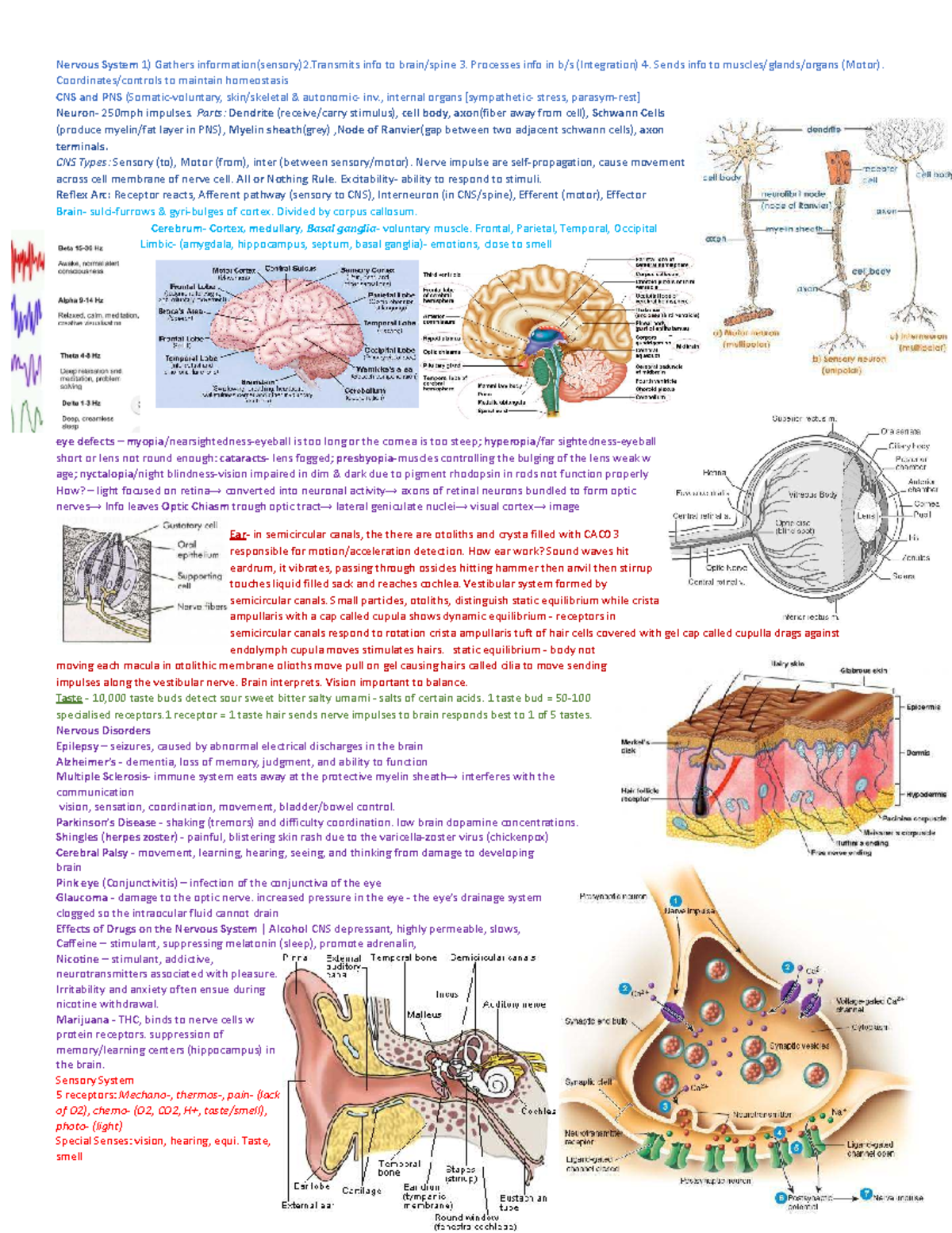 Anatomy Physiology: Nervous System Overview and Disorders - Studocu