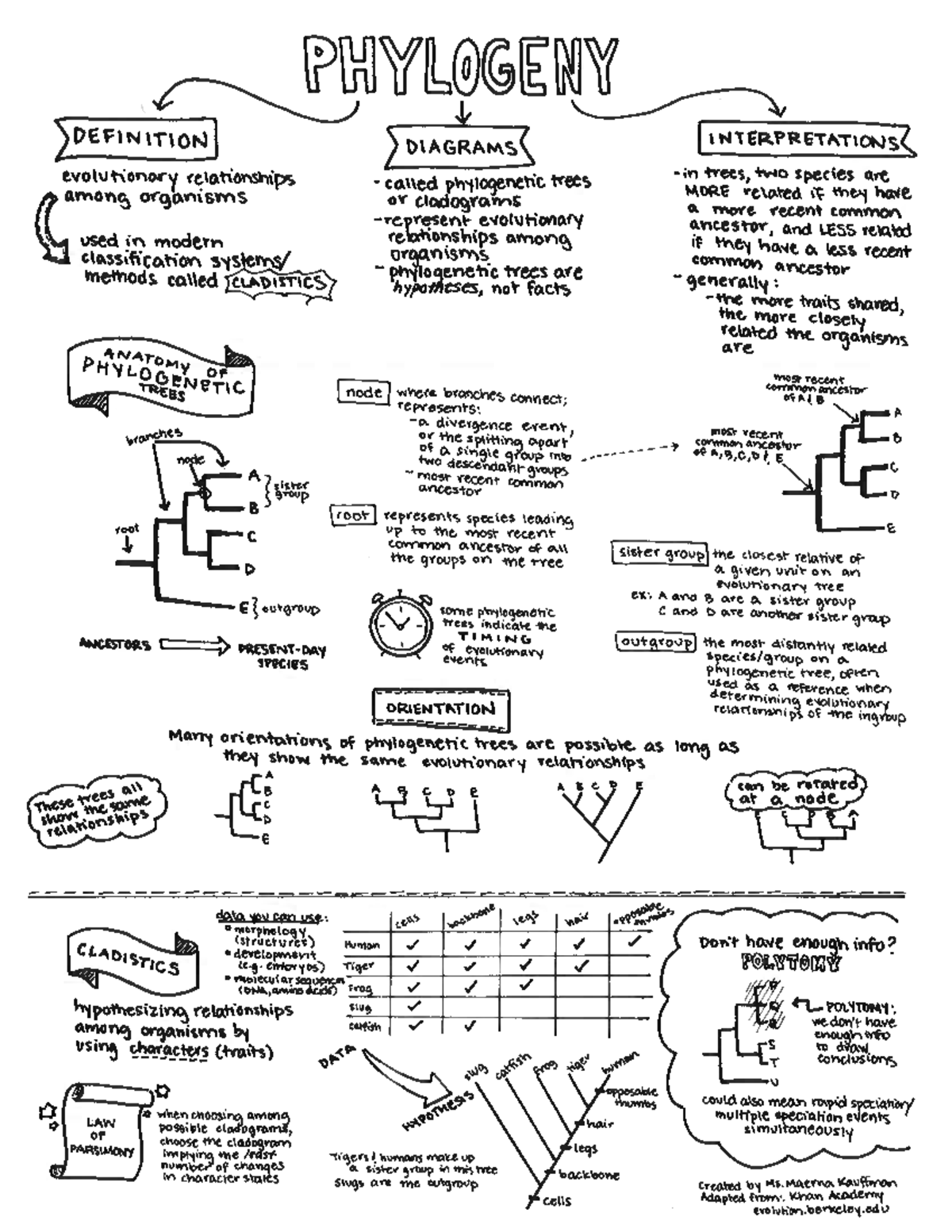 Phylogeny Sketch Notes - AP Biology - Studocu