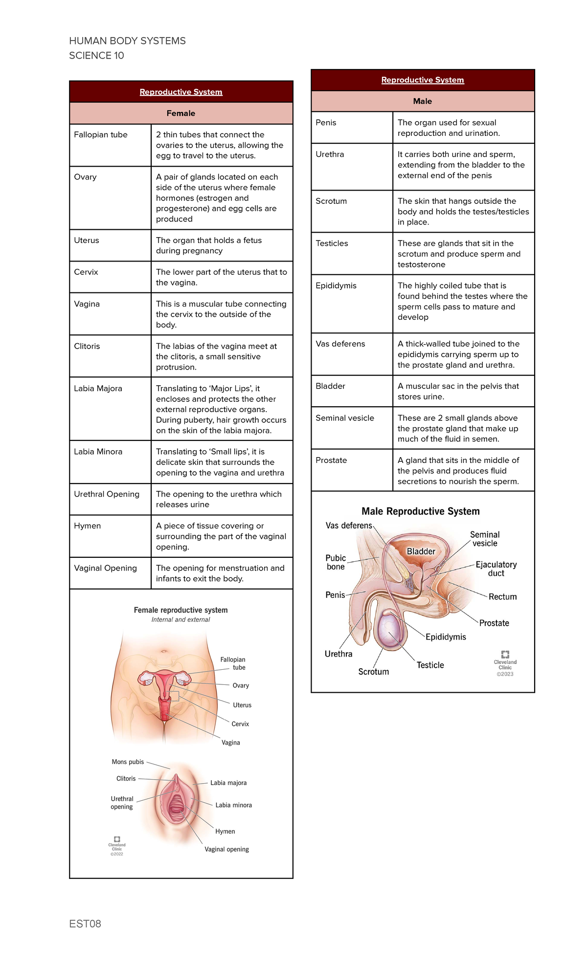 Science 10 Human Body Systems - Reproductive, Nervous & Endocrine Notes ...