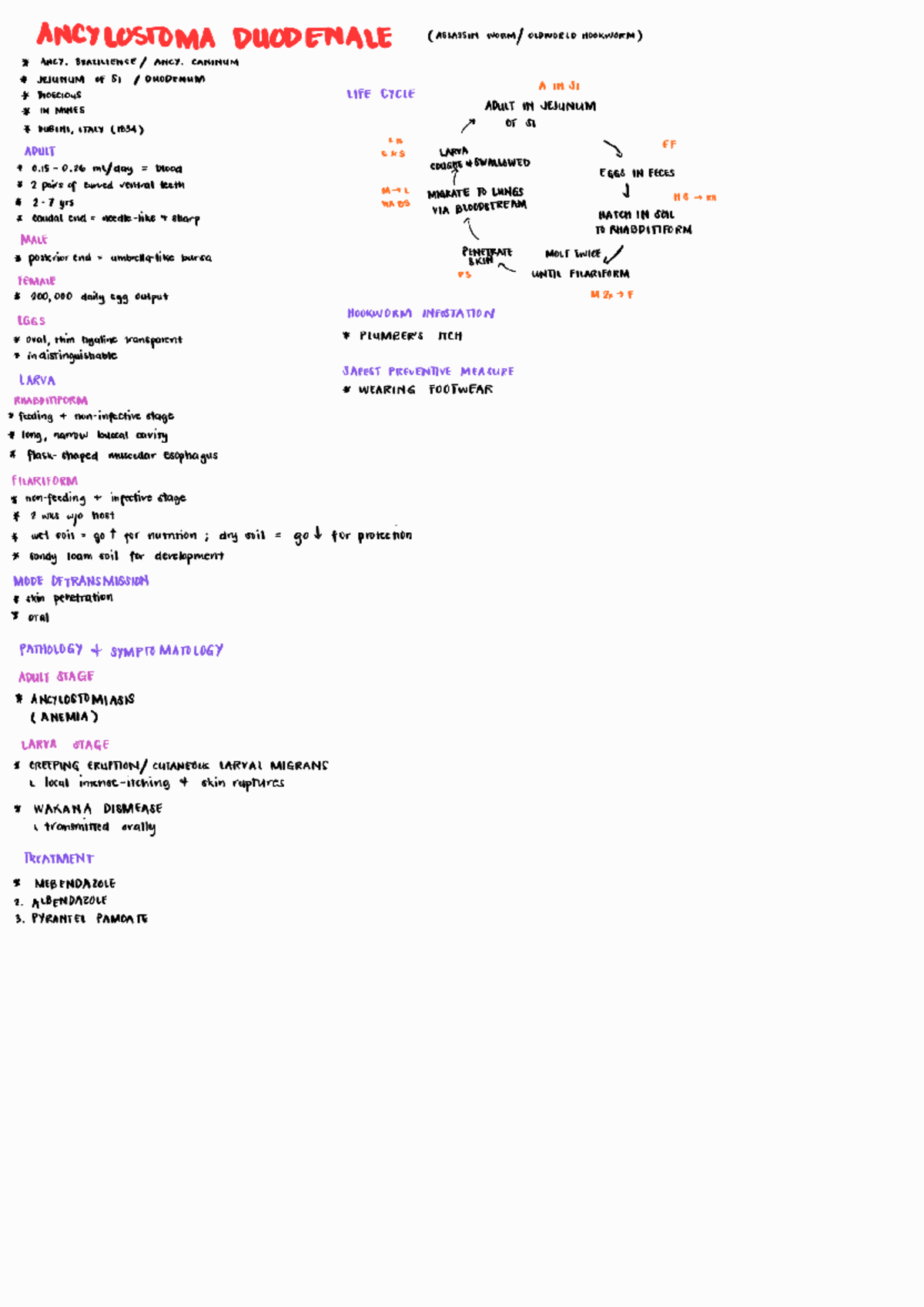 ANCY 101: Hookworm Life Cycle and Pathology Overview - Studocu