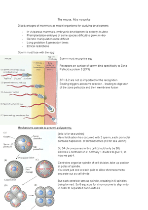 NS-Embryology- Activity NO. 8 - Activity 8 THE CHICK EMBRYO (13-24 Hour ...