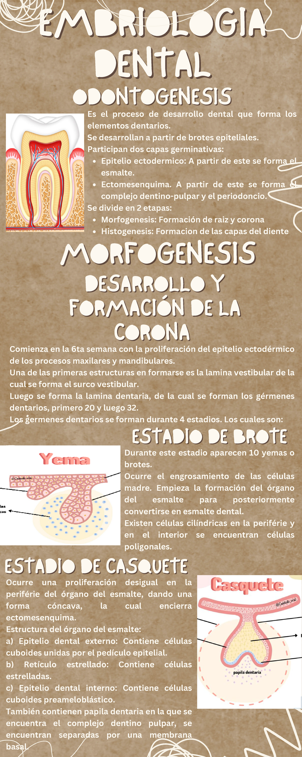 Embriología Dental: Infografía sobre Odontogénesis y Morfogénesis - Studocu