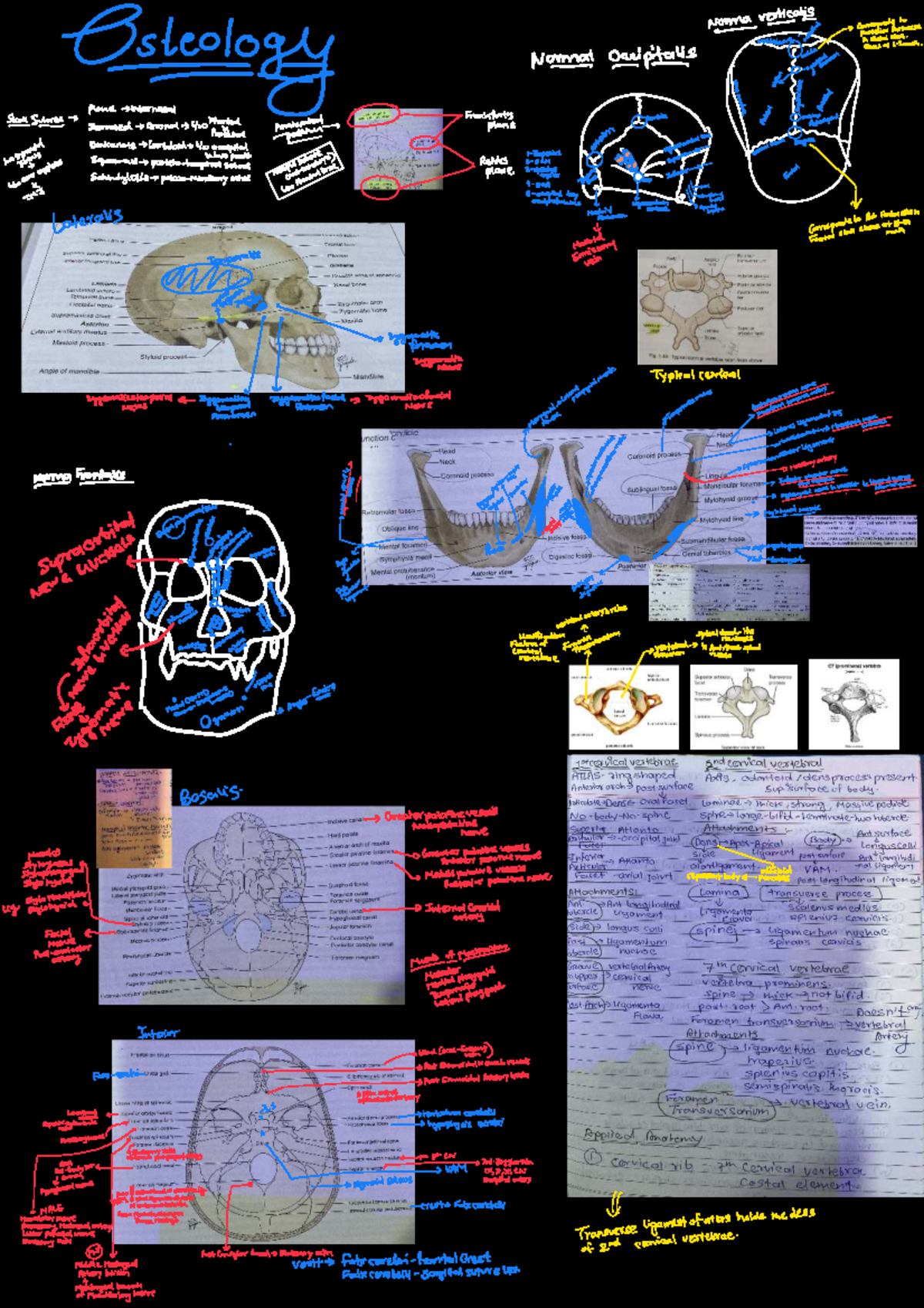 Osteology OPN: Anatomy of Skull Sutures and Related Structures - Studocu
