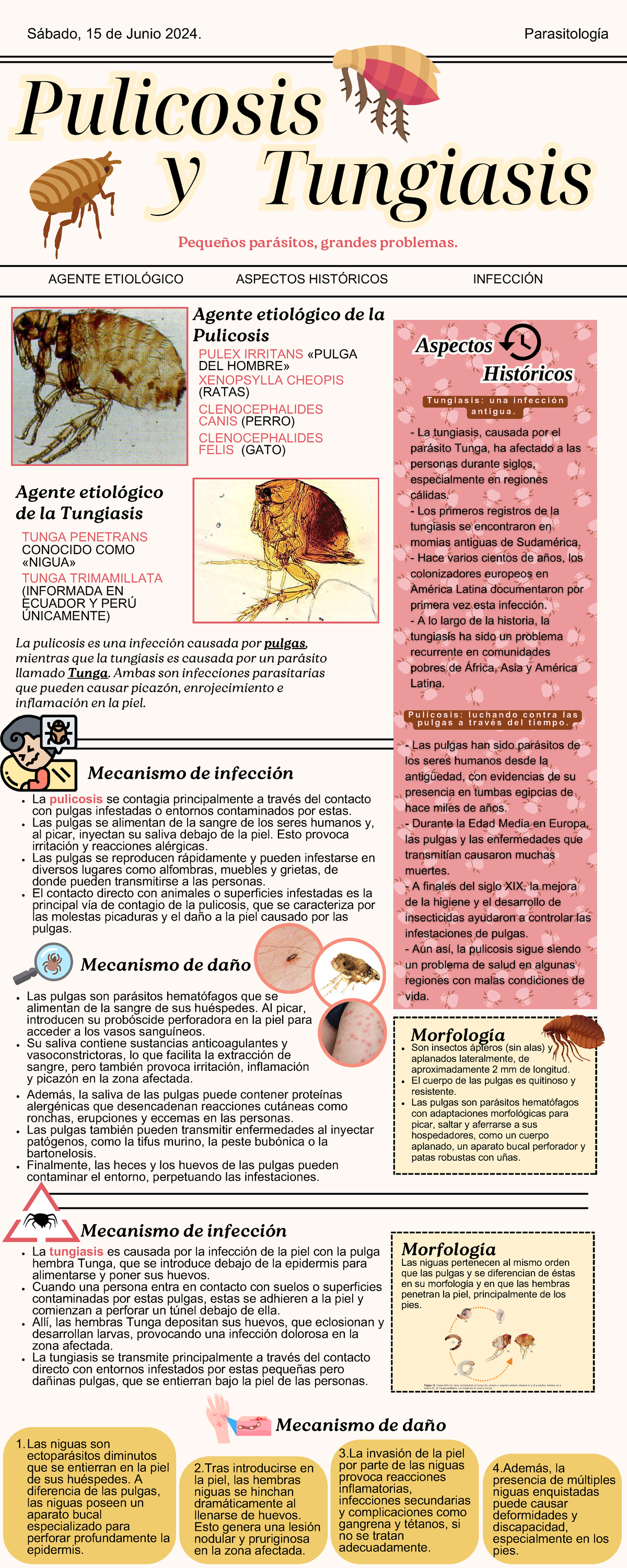 Infografía sobre Pulicosis y Tungiasis en Parasitología 2024 - Studocu