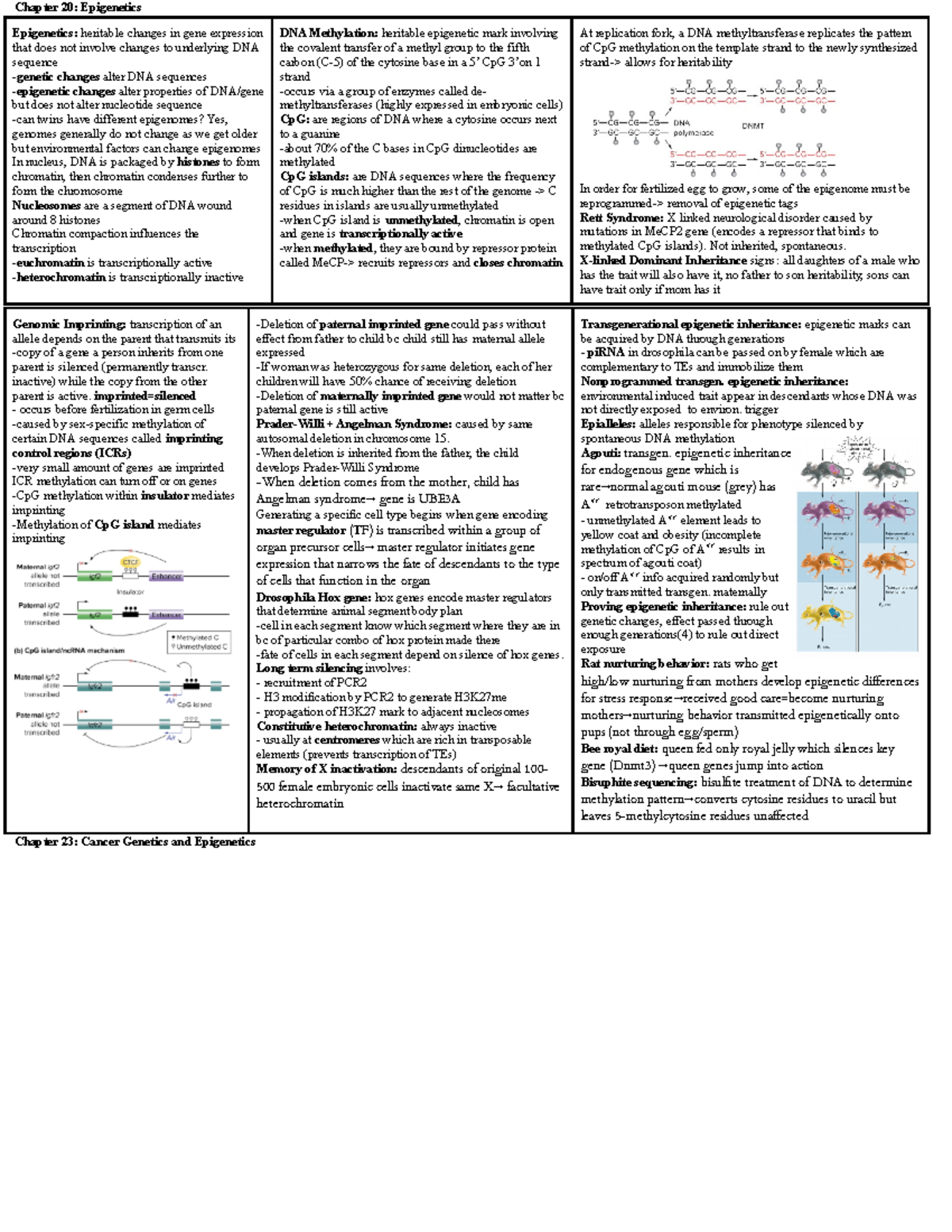 Exam 4 Cheat Sheet - Epigenetics, cancer - Chapter 20: Epigenetics ...