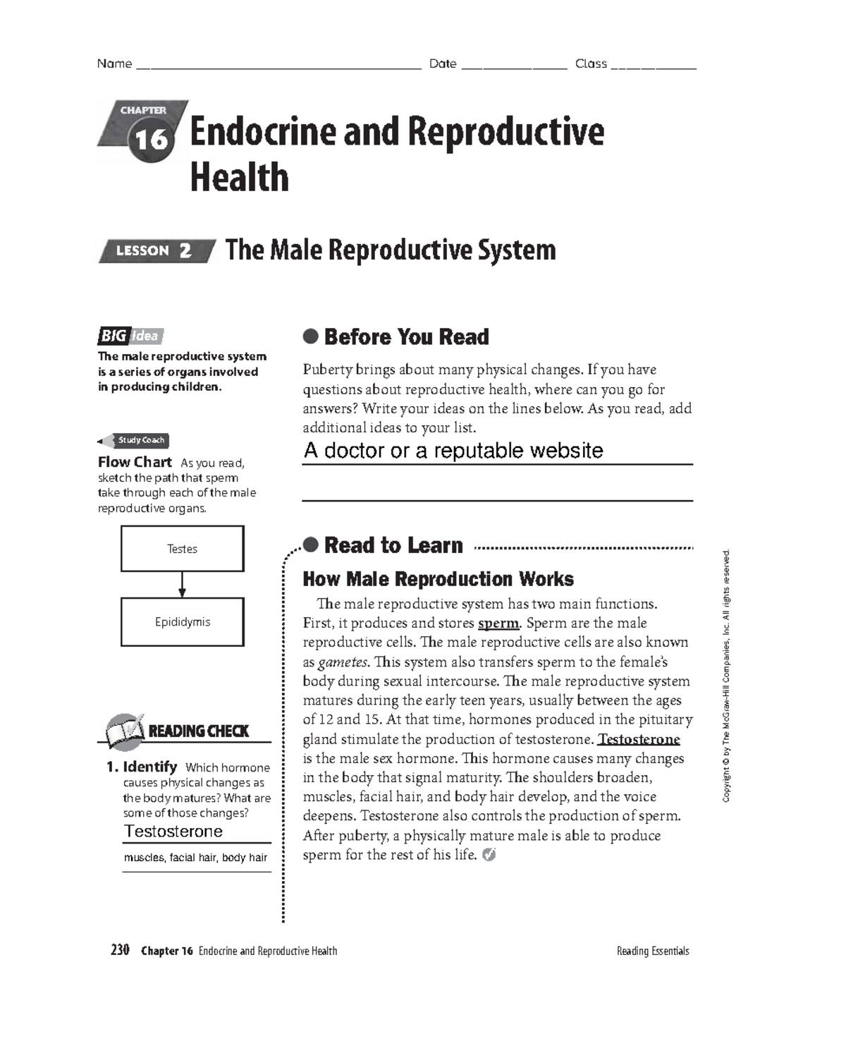 Ch.16 L.2 Male Reproductive System Overview & Key Concepts - Studocu