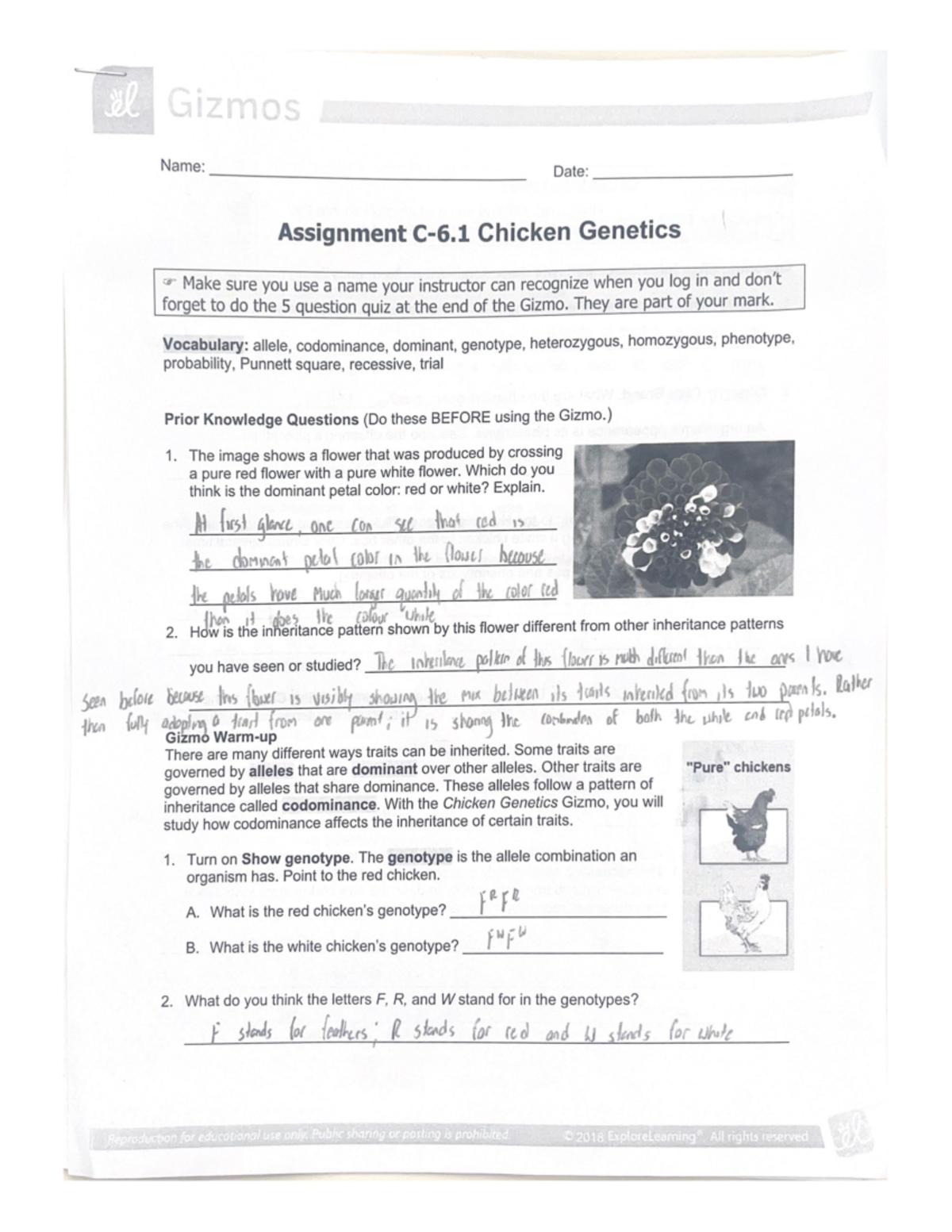 Assignment C-6.1: Insights into Chicken Genetics and Breeding - Studocu