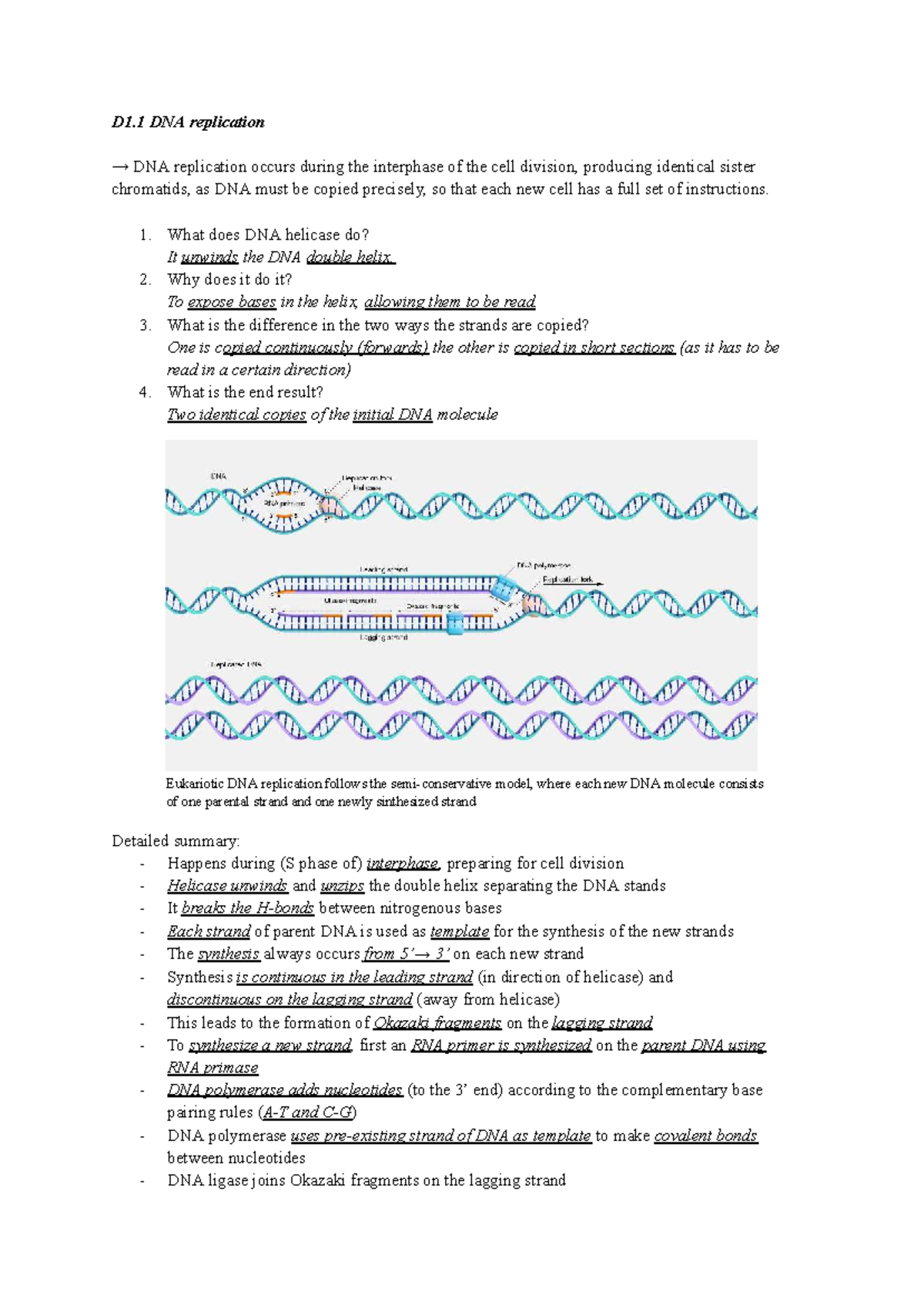 IB Biology - DNA Replication and Cell Division Overview (D) - Studocu