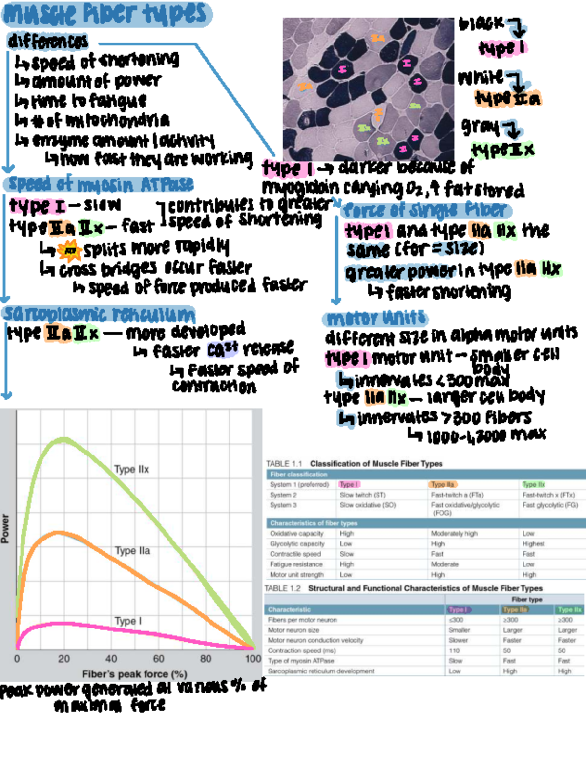 Muscle Fiber Types and Recruitment: Characteristics & Training Effects ...