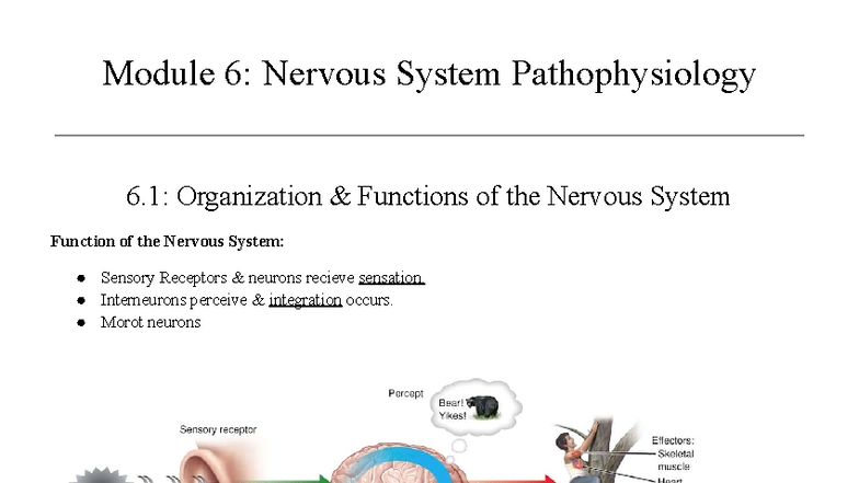 Module 6: Nervous System Pathophysiology Overview and Functions - Studocu