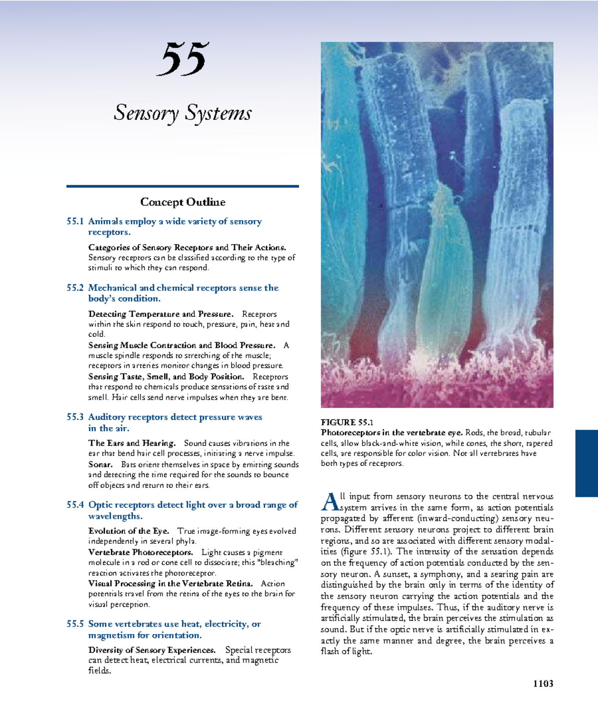 55 Sensory Systems: Comprehensive Overview of Sensory Receptors and ...