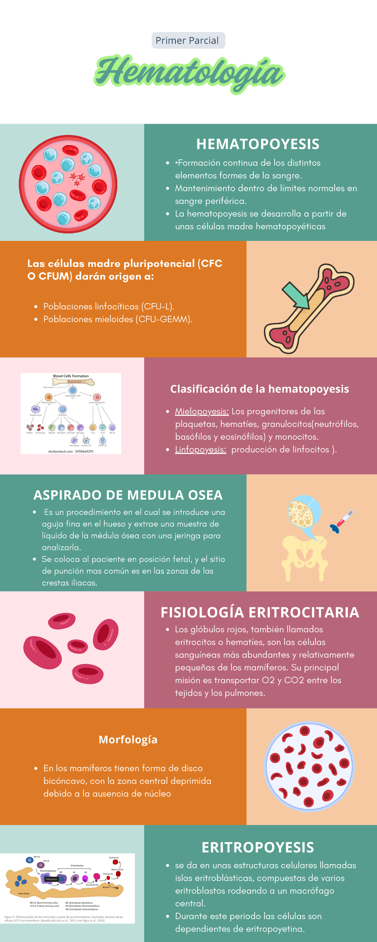 Guia hemato - HEMATOPOYESIS •Formación continua de los distintos ...