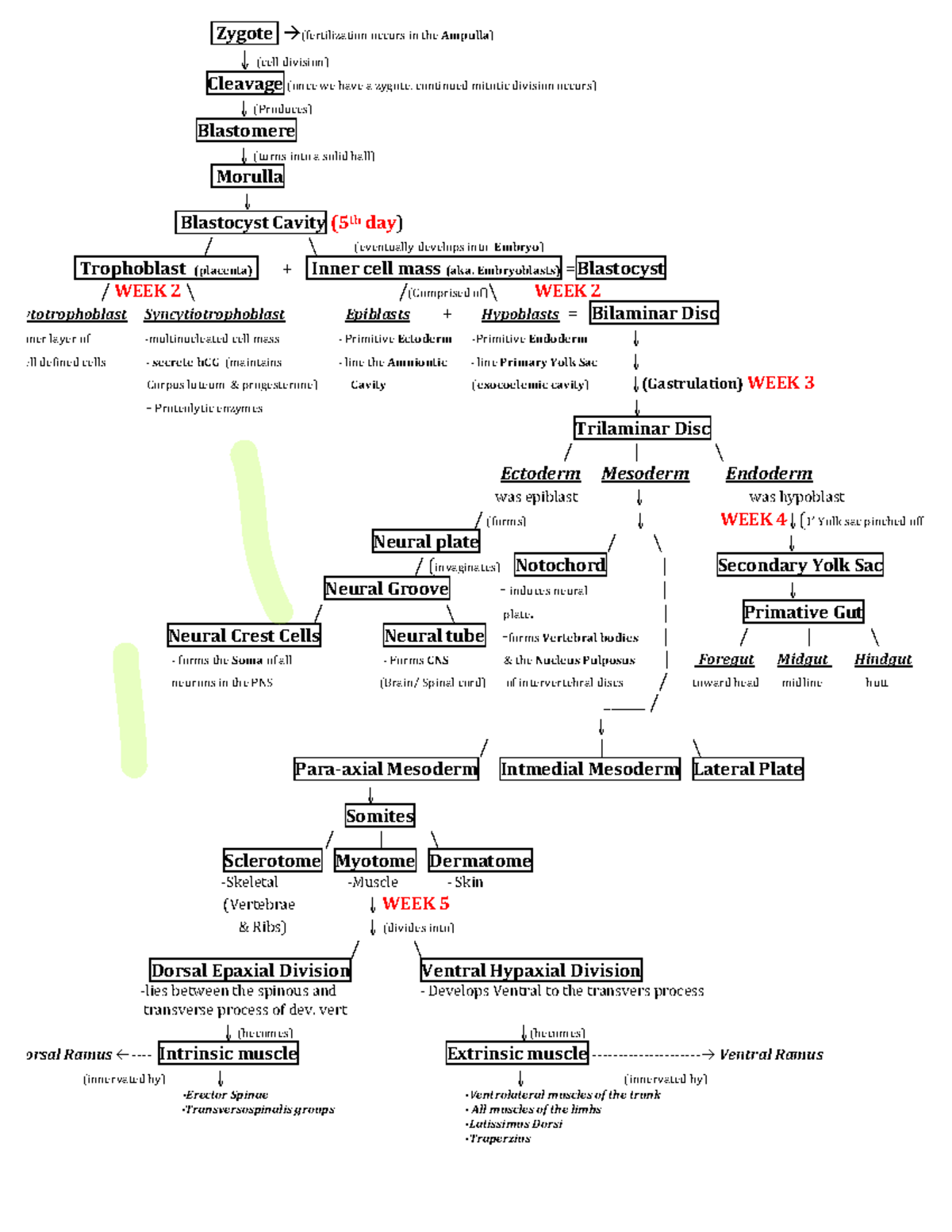 Embryo-flowchart-1 - Embryology flow chart - Zygote à(fertilization ...