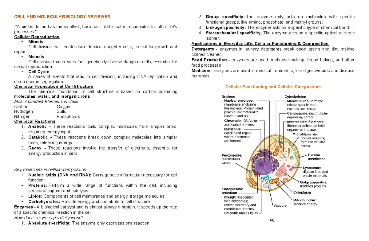 Detailed Lesson Plan: Energy Transfer in Food Chains (S8LT-IVi-22 ...