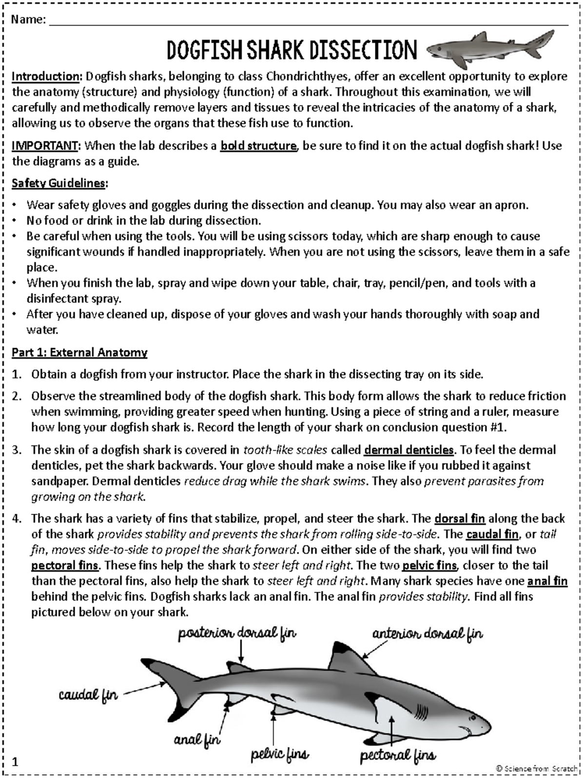 DOGFISH SHARK DISSECTION LAB GUIDE (BIO 101) - Studocu